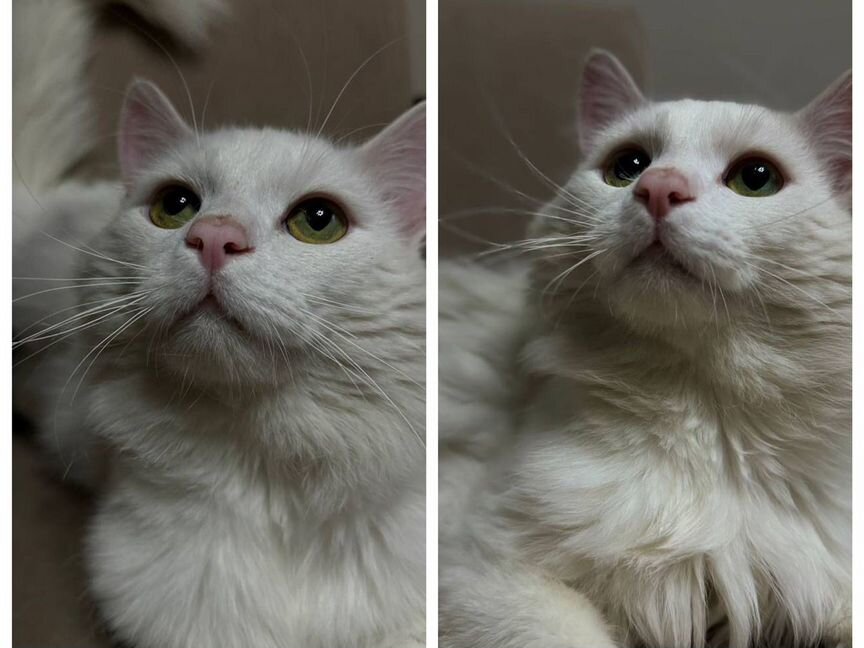 Кот Беляш в добрые руки бесплатно