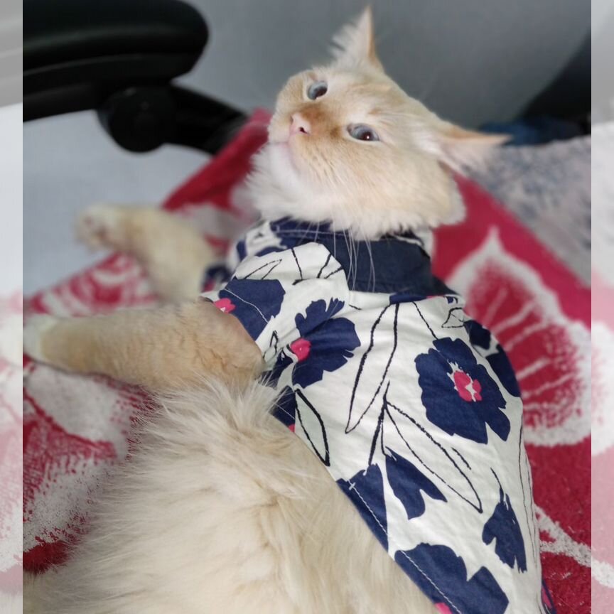 Продаю комбинезоны для животных