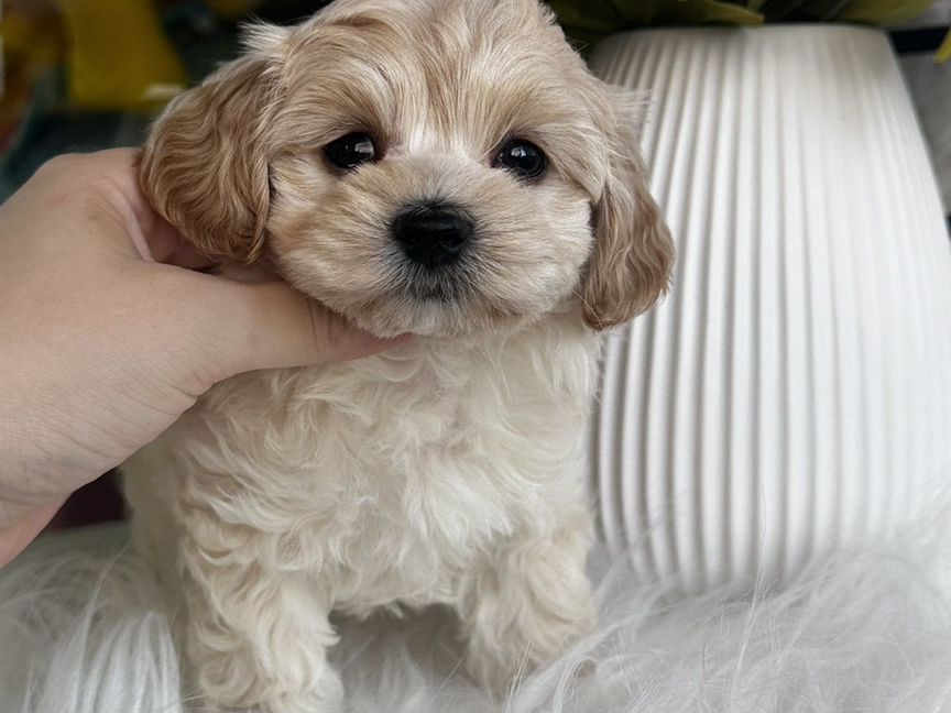 Девочки карамельки мальтипу ф1