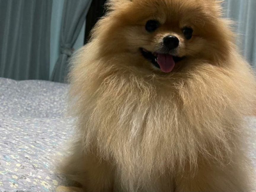 Продам щенка Мини Шпиц