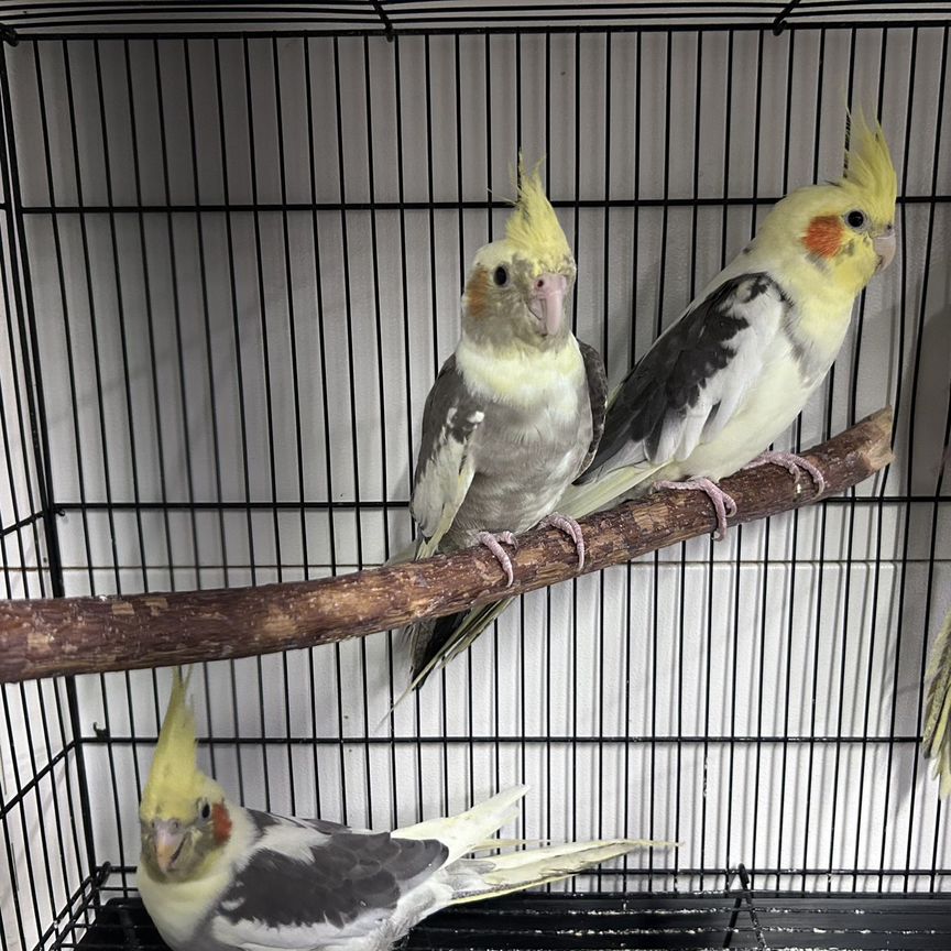 Попугай корелла птенцы