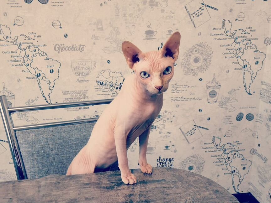 Канадский сфинкс кот