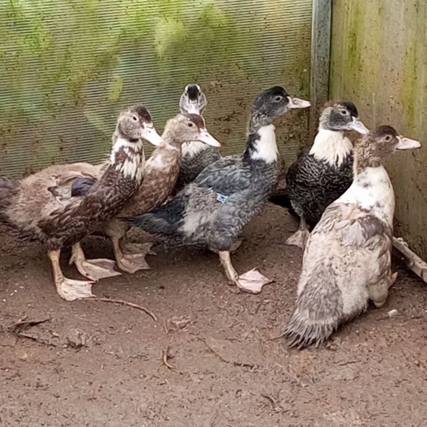 Мускусные утки