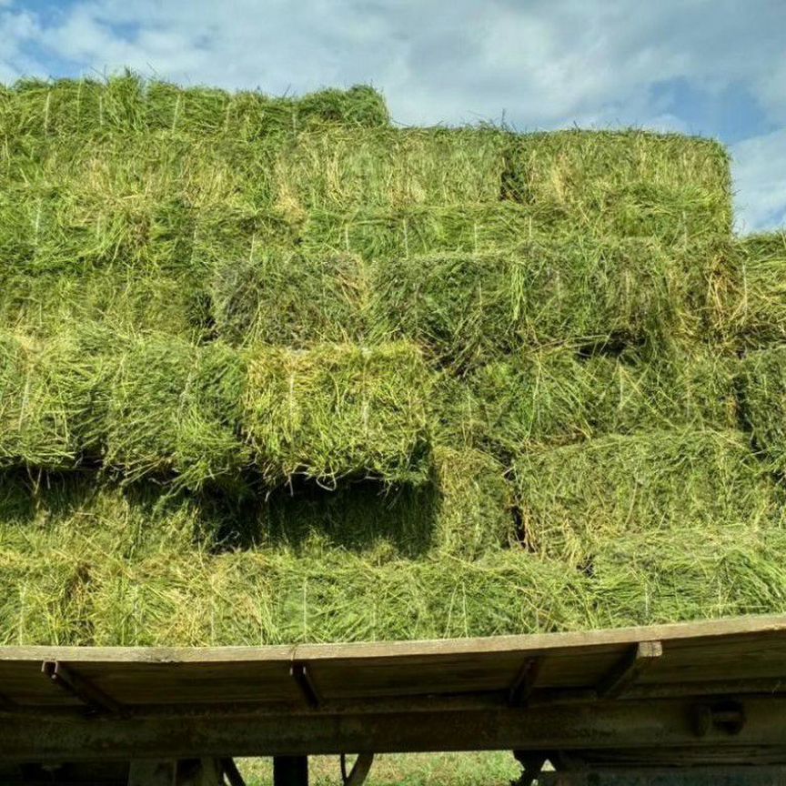 Продам сено в квадратных тюках лесное