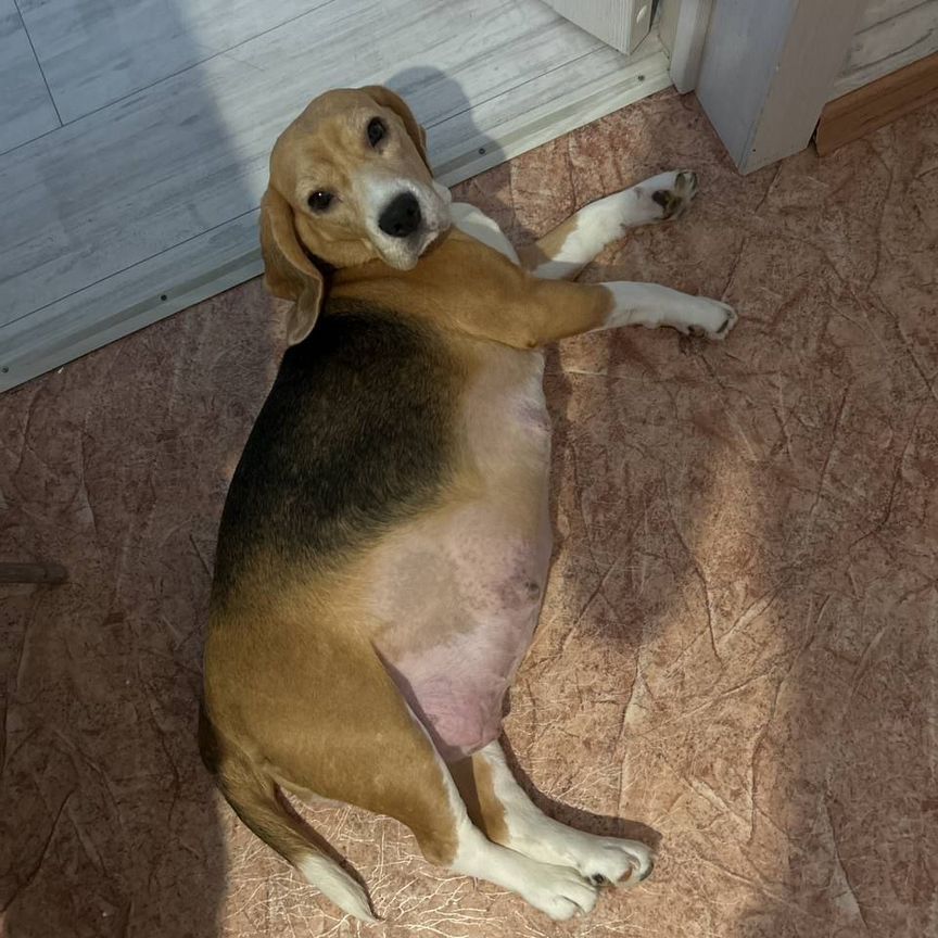 Отдам бесплатно бигель