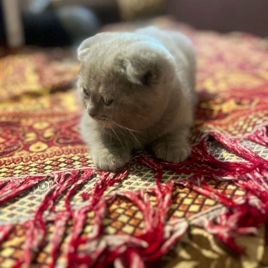 Британский котик