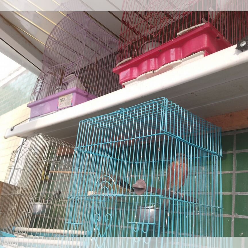 Продажа лесные птицы