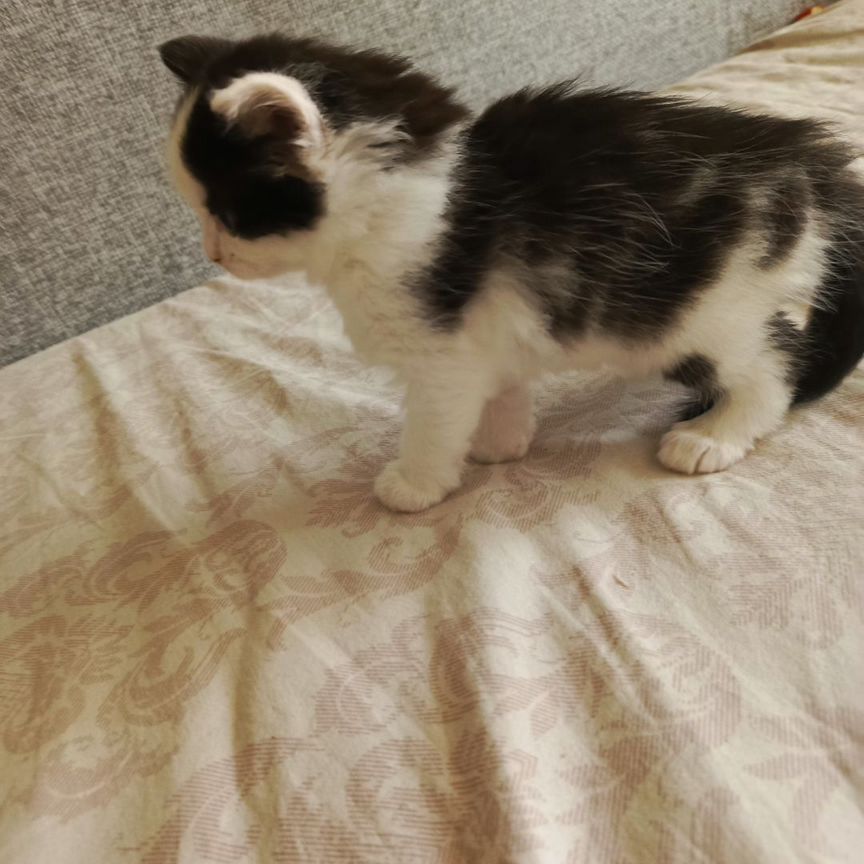 Котенок безпородный