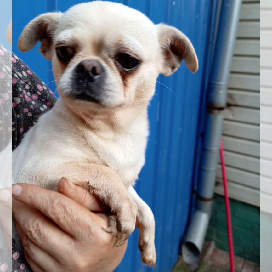 Чихуахуа Ромашка девочка