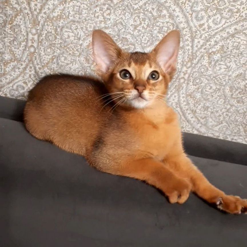 Абиссинские котята с документами