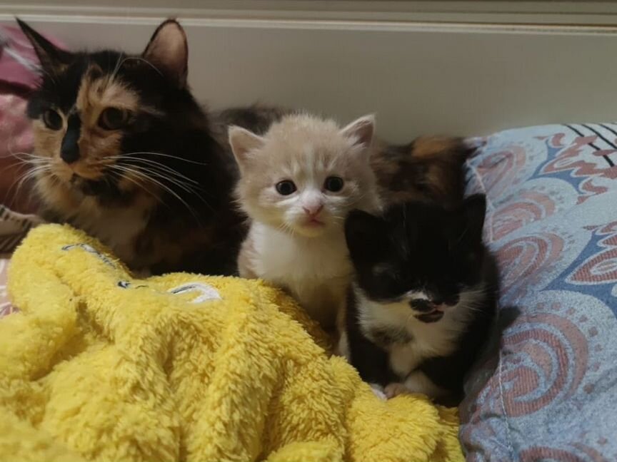 Котята Курильский Бобтейл