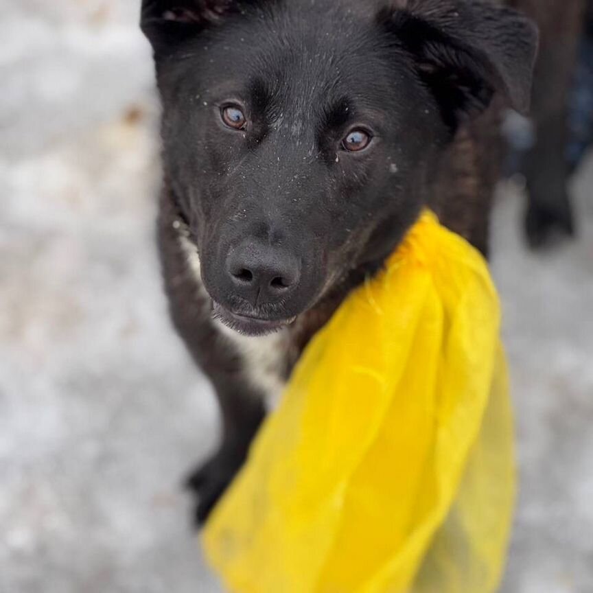 Щенок настолько добрый и красивый он хочет домой