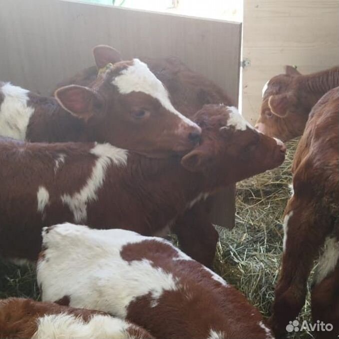 Телята бычки тёлки доставка бесплатная