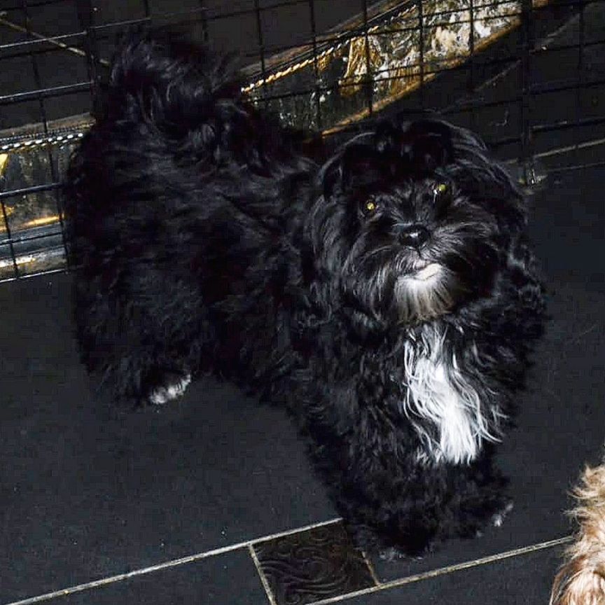 Дизайнерская порода Мальчик