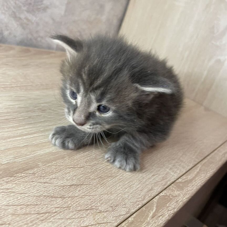 Котята мейн-кун в добрые руки