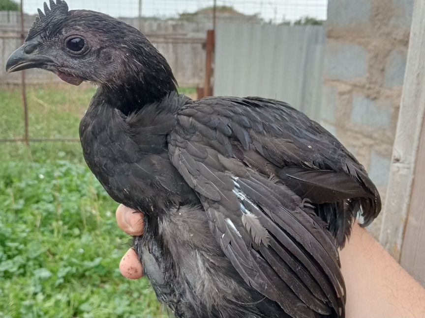 Молодняк Ухейилюй