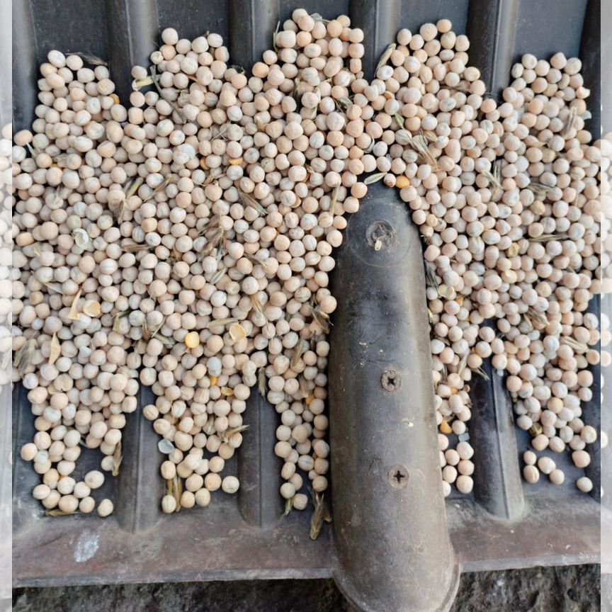 Горох кормовой