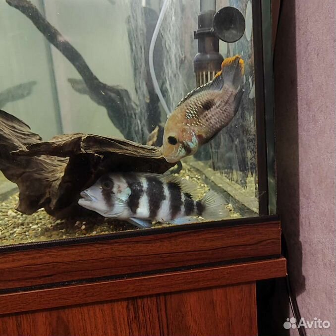 Бирюзовая акара самка обмен