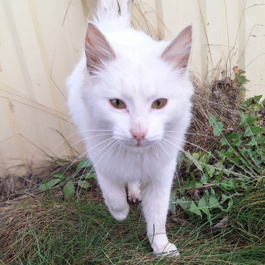 Взрослый кот в добрые руки