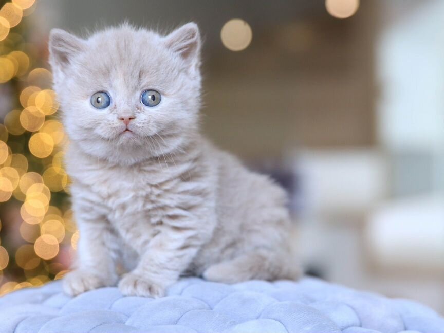 Британская кошка