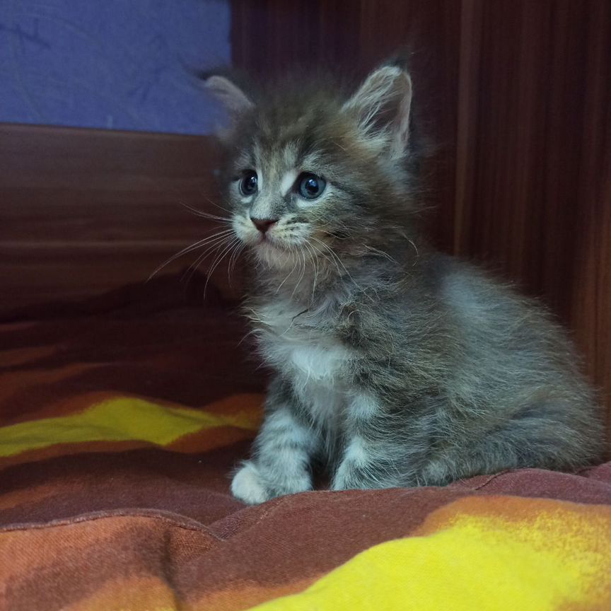 Котята майнкун