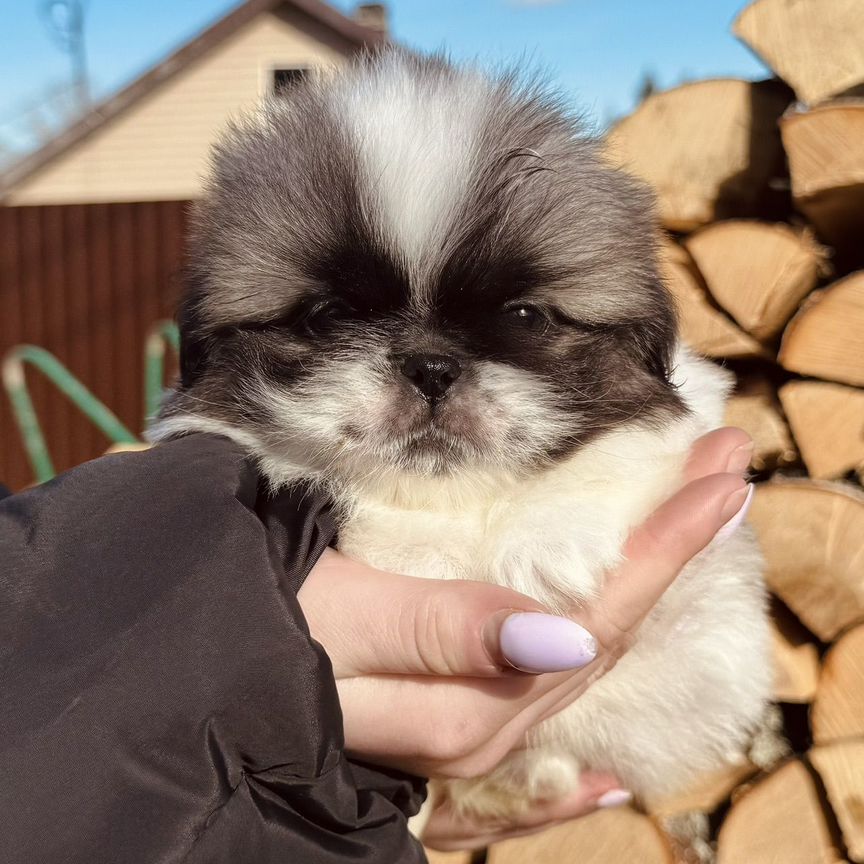 Пекинес мальчики 2 месяца