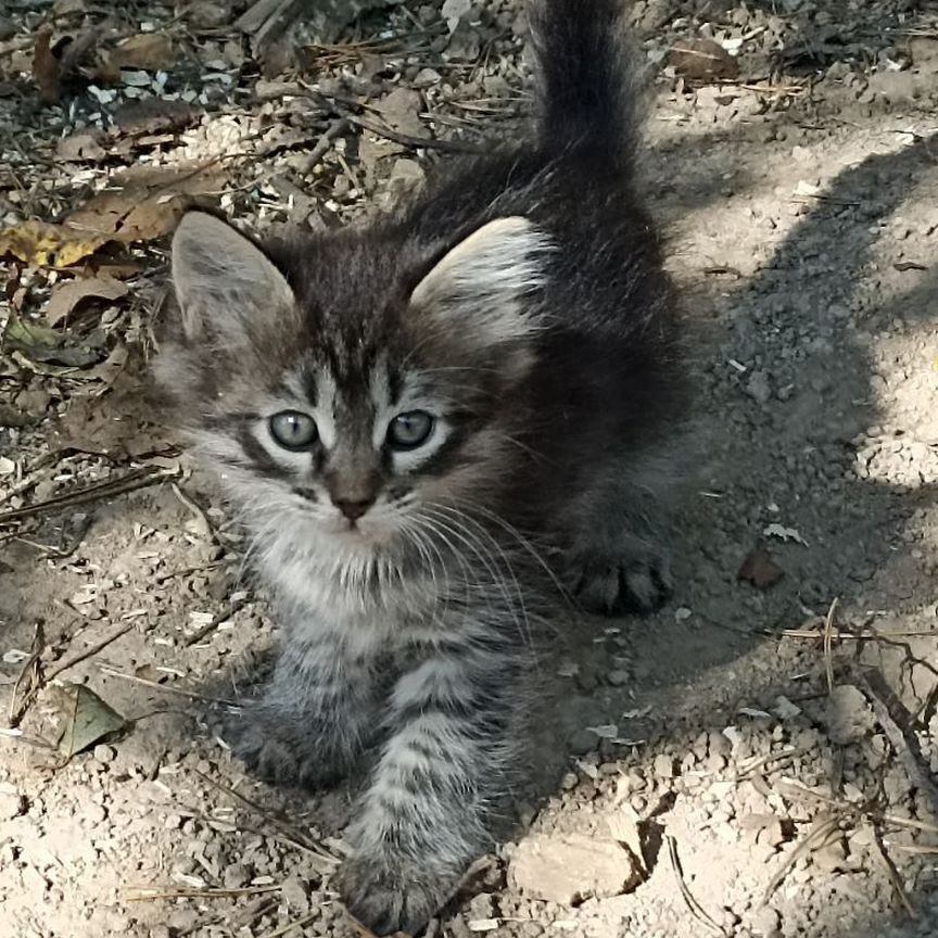 Котята в добрые руки 1,5 месяца