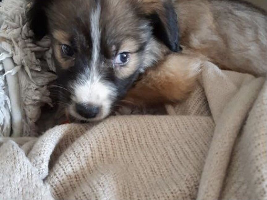 Собака мальчик