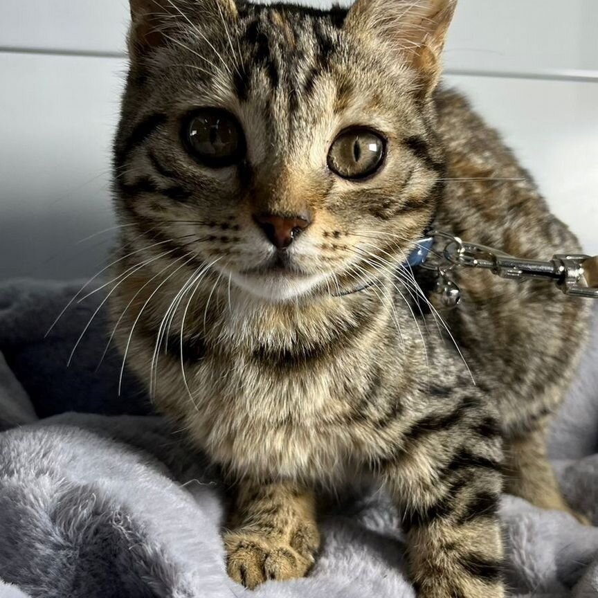 Котёнок в Добрые руки (девочка,3,5-4мес.)