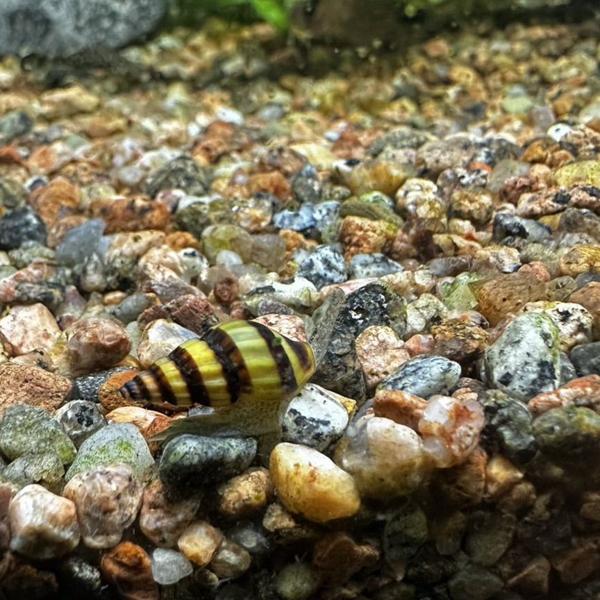 Улитка хелена, сом анцитрус