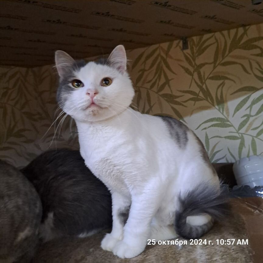 Котик в добрые руки