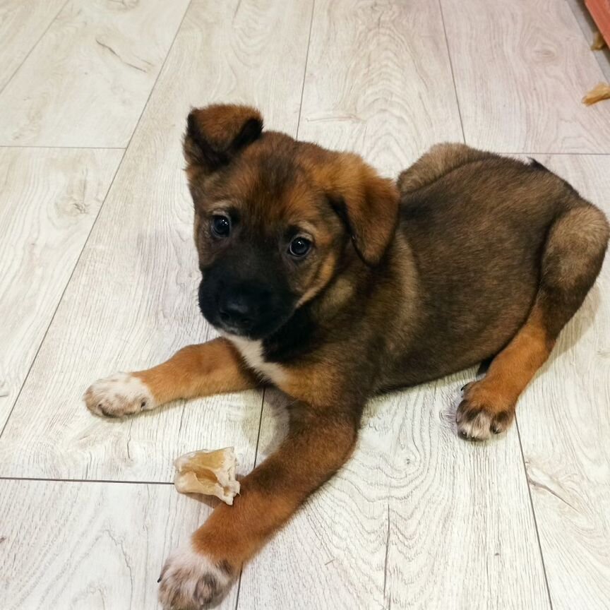 Щенок в добрые руки бесплатно средняя порода