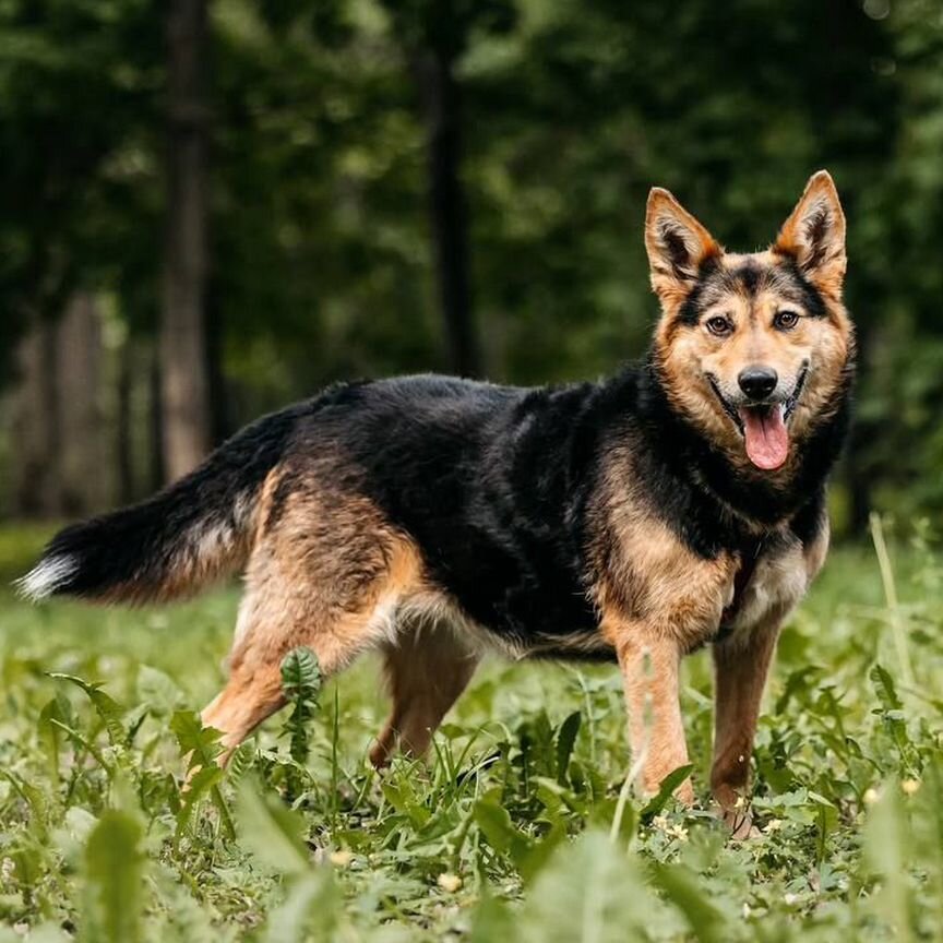 Взрослая собака в добрые руки