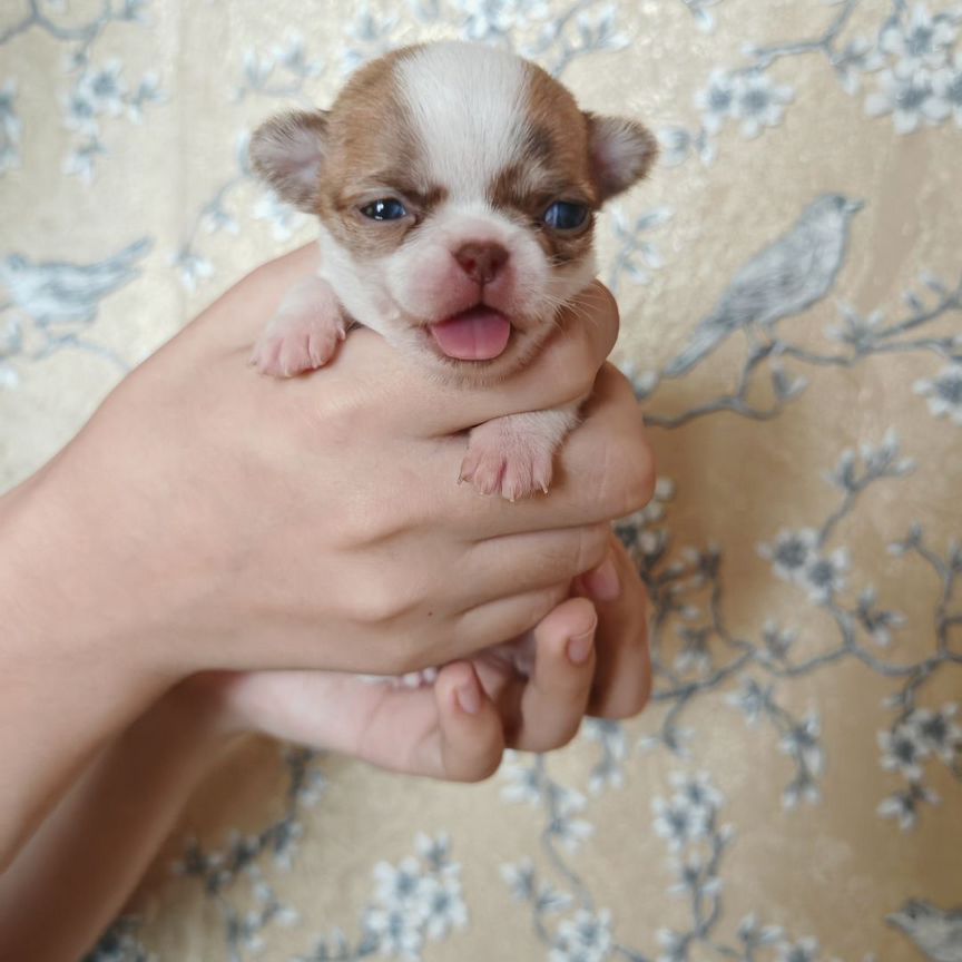 Бело-тигровая малышка