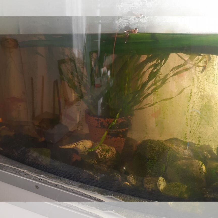 Аквариум на 100л