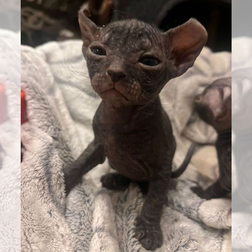 Канадский сфинкс котёнок