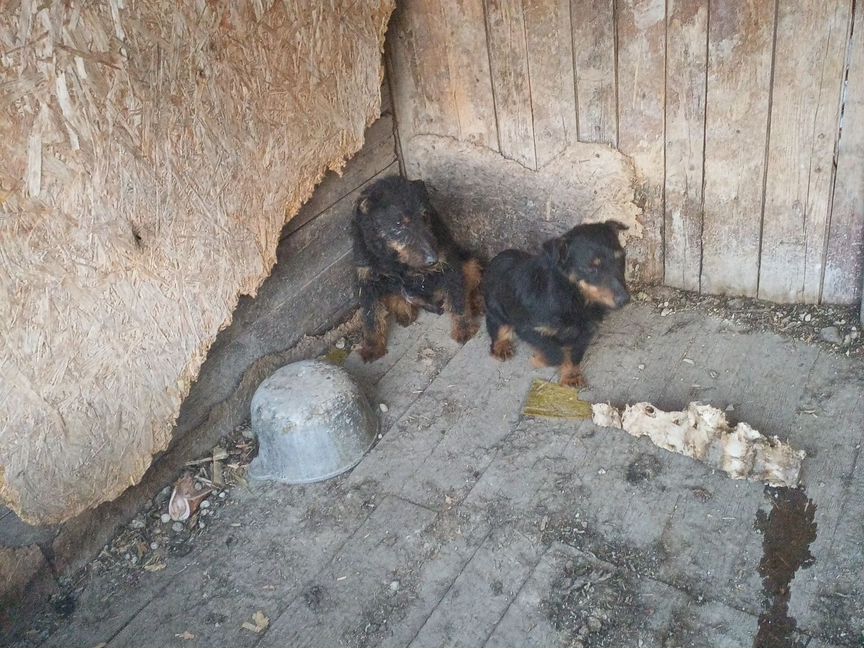 Продам собак, собаки хорошие