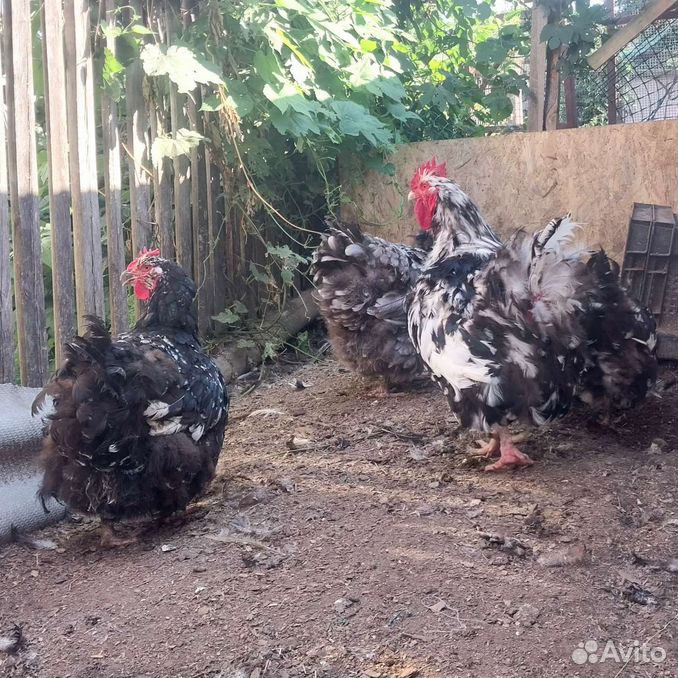 Орпингтоны куры