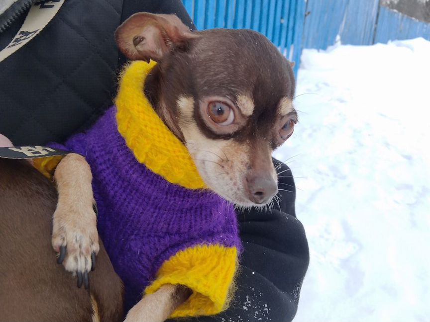 Щенок чихуахуа