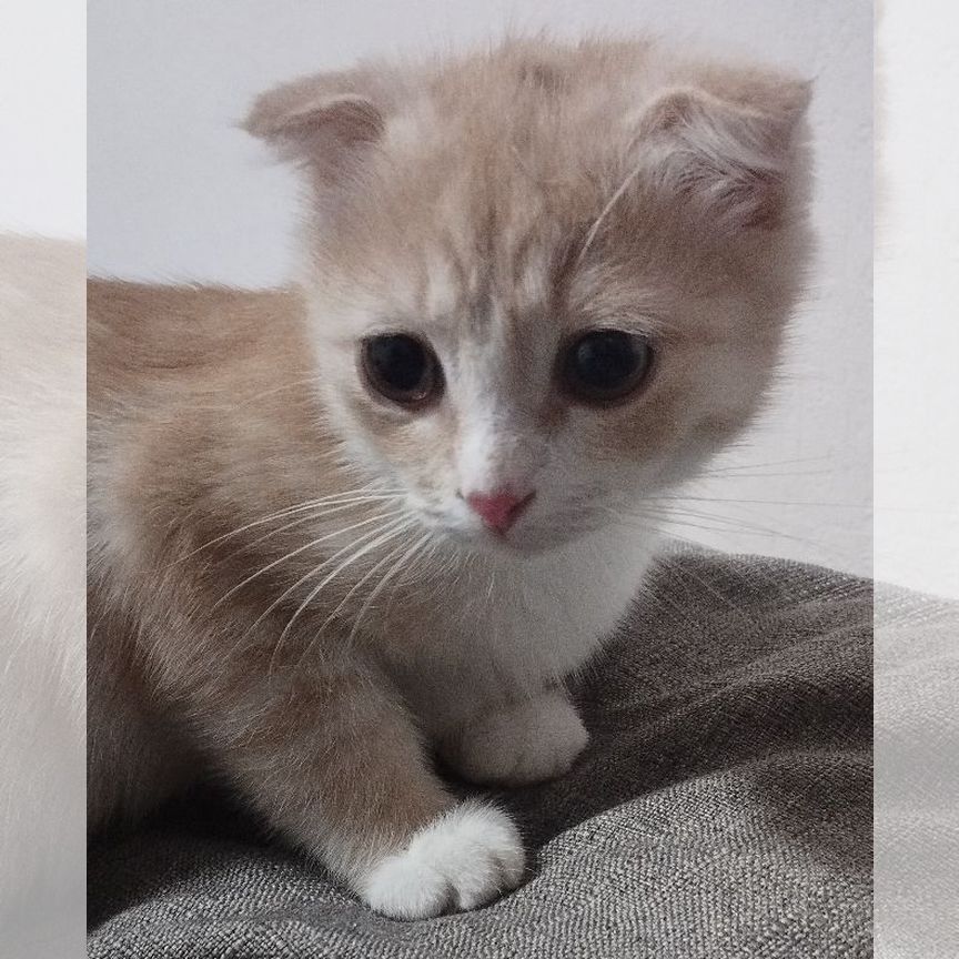 Отдам бесплатно вислоухого котёнка в добрые руки