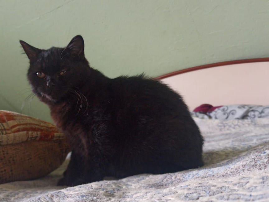 Котята полубританцы, отдам