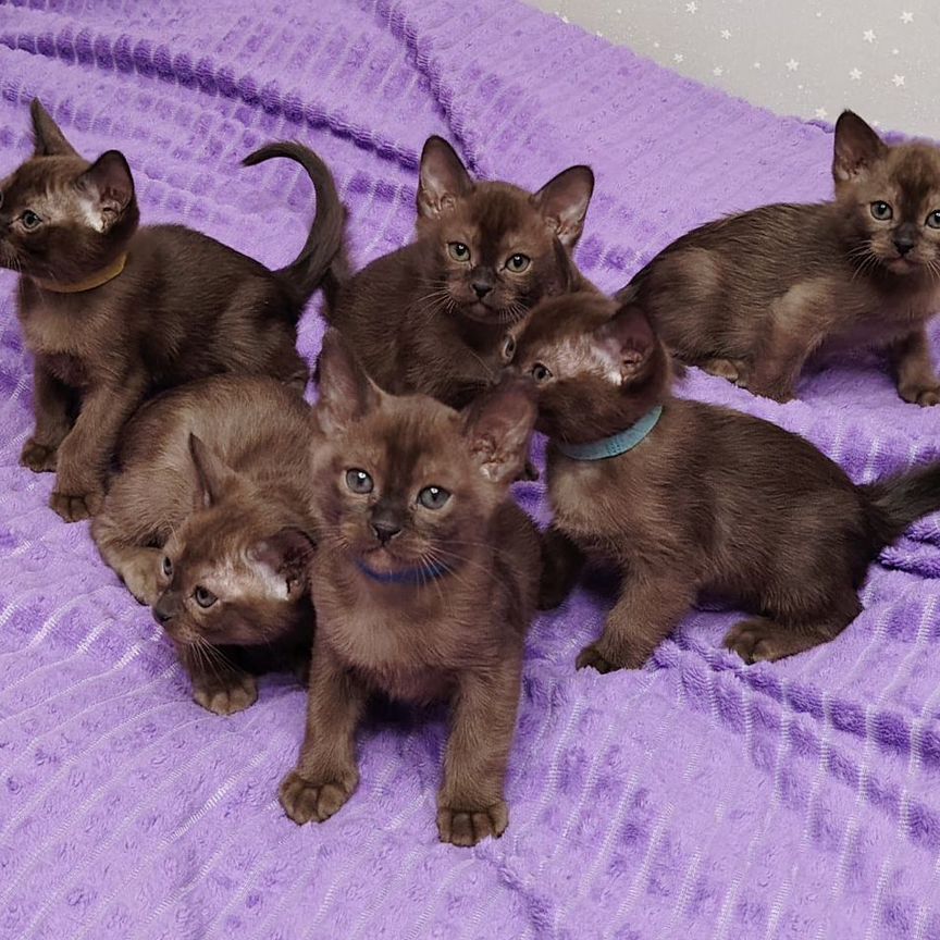 Европейский бурманский котёнок