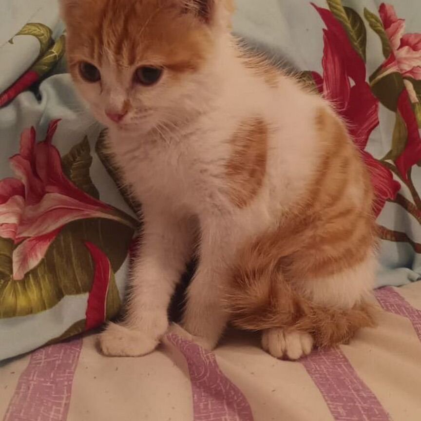 Котик
