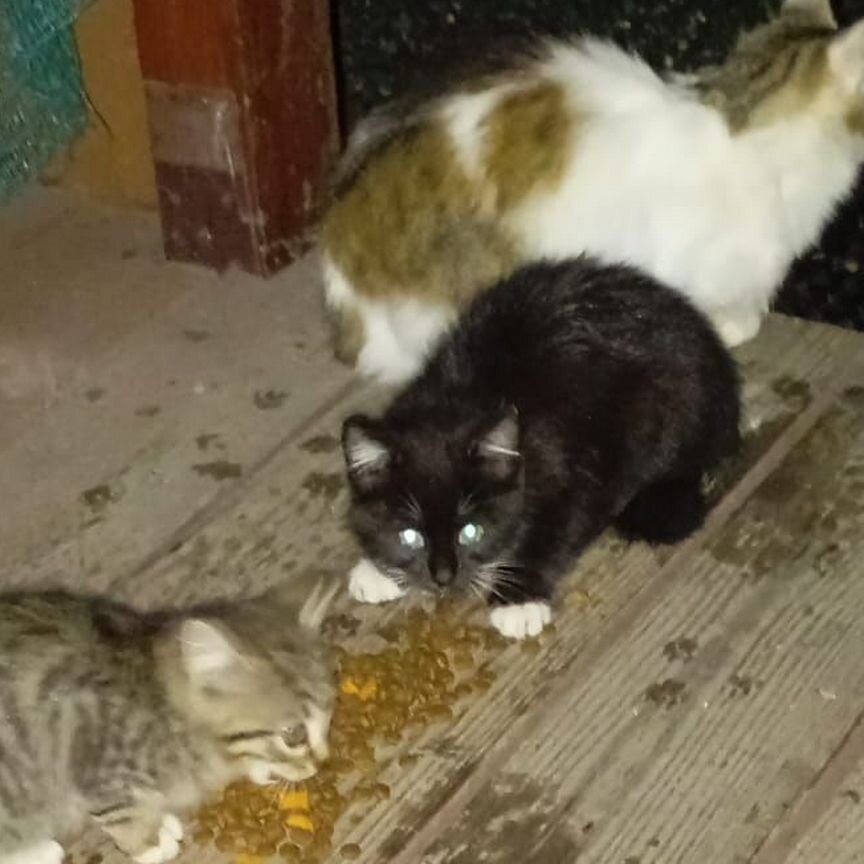 Котята в добрые руки