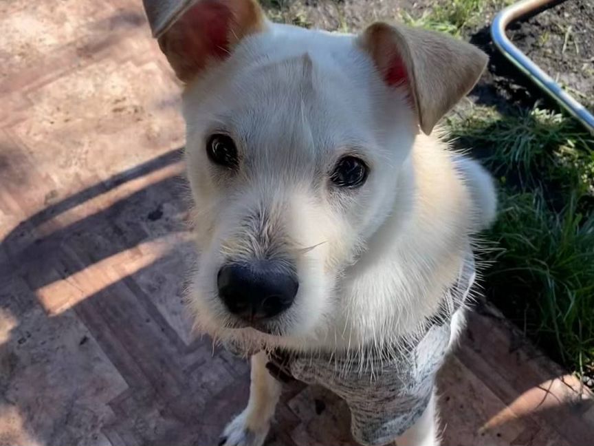 Собака в добрые руки отдам бесплатно