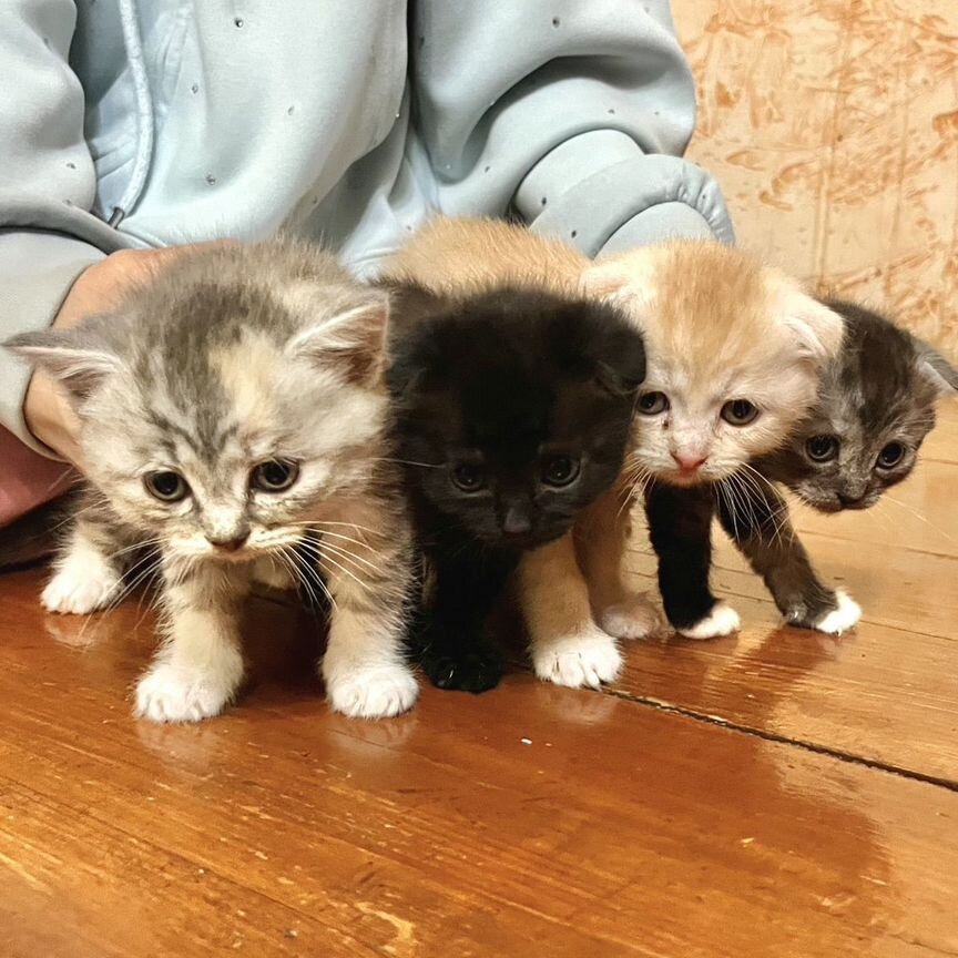 Шотландский вислоухий длинношёрстный котёнок