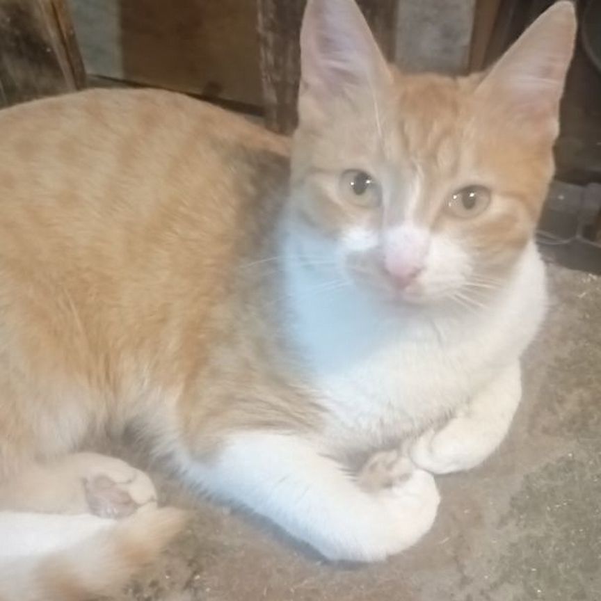 Котёнок в добрые руки