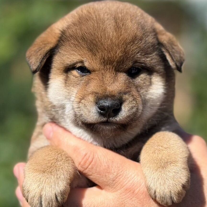 Сиба сезам щенок мальчик