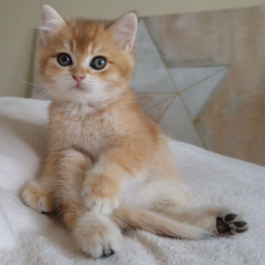 Британский короткошёрстный котёнок