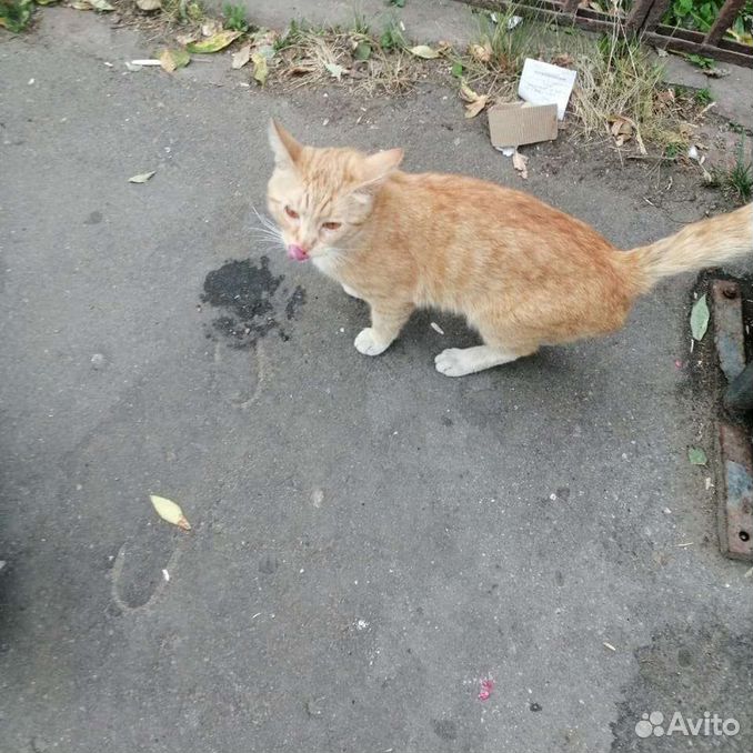 Рыжий сверхласковый котик скитается по улице